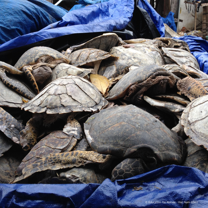 ShellBank , Aplikasi Basis Data DNA untuk Memutus Perdagangan Penyu ...